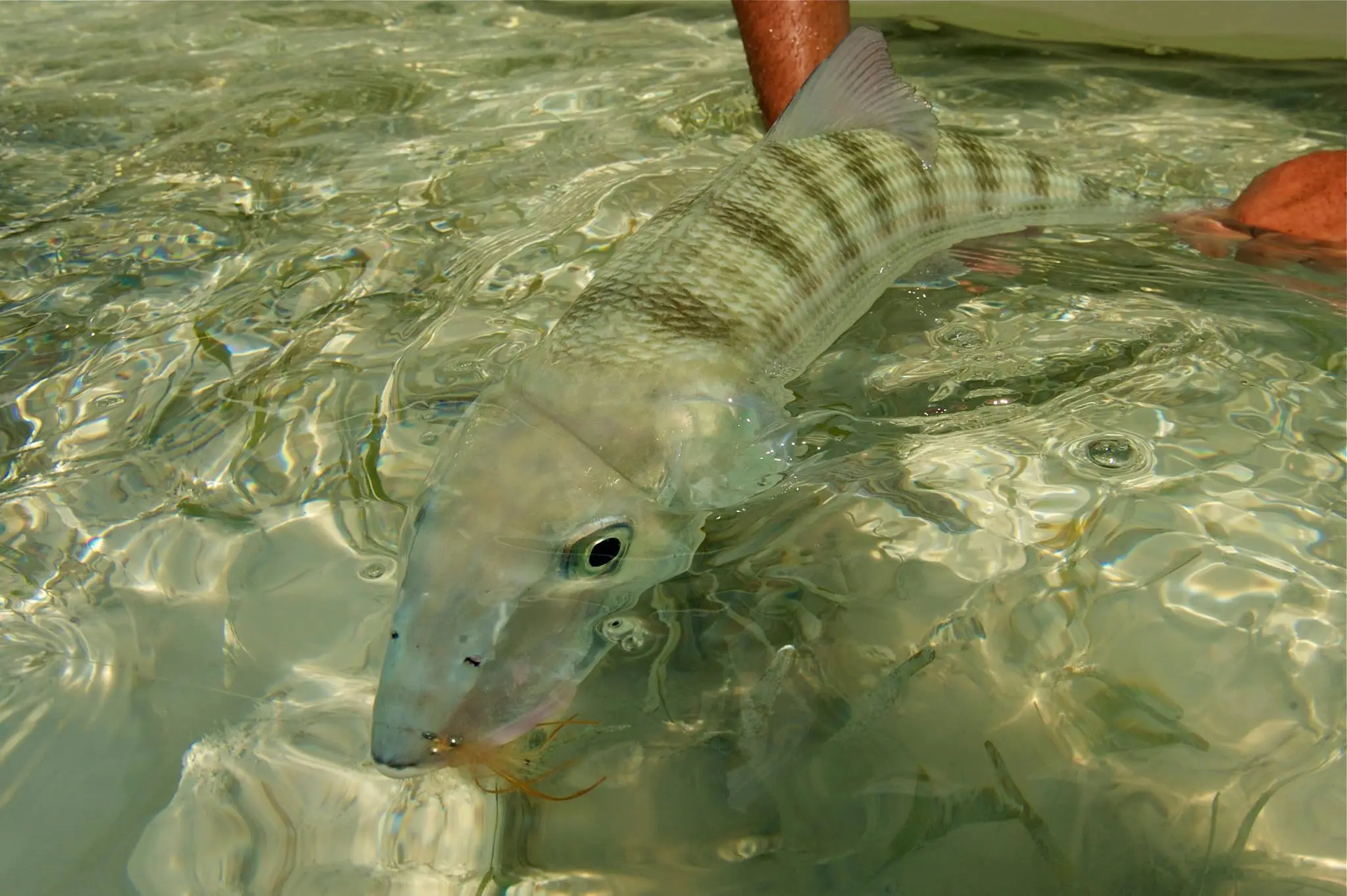 Fly Fishing for Bonefish: A 101 Guide - blog.fishwest.com