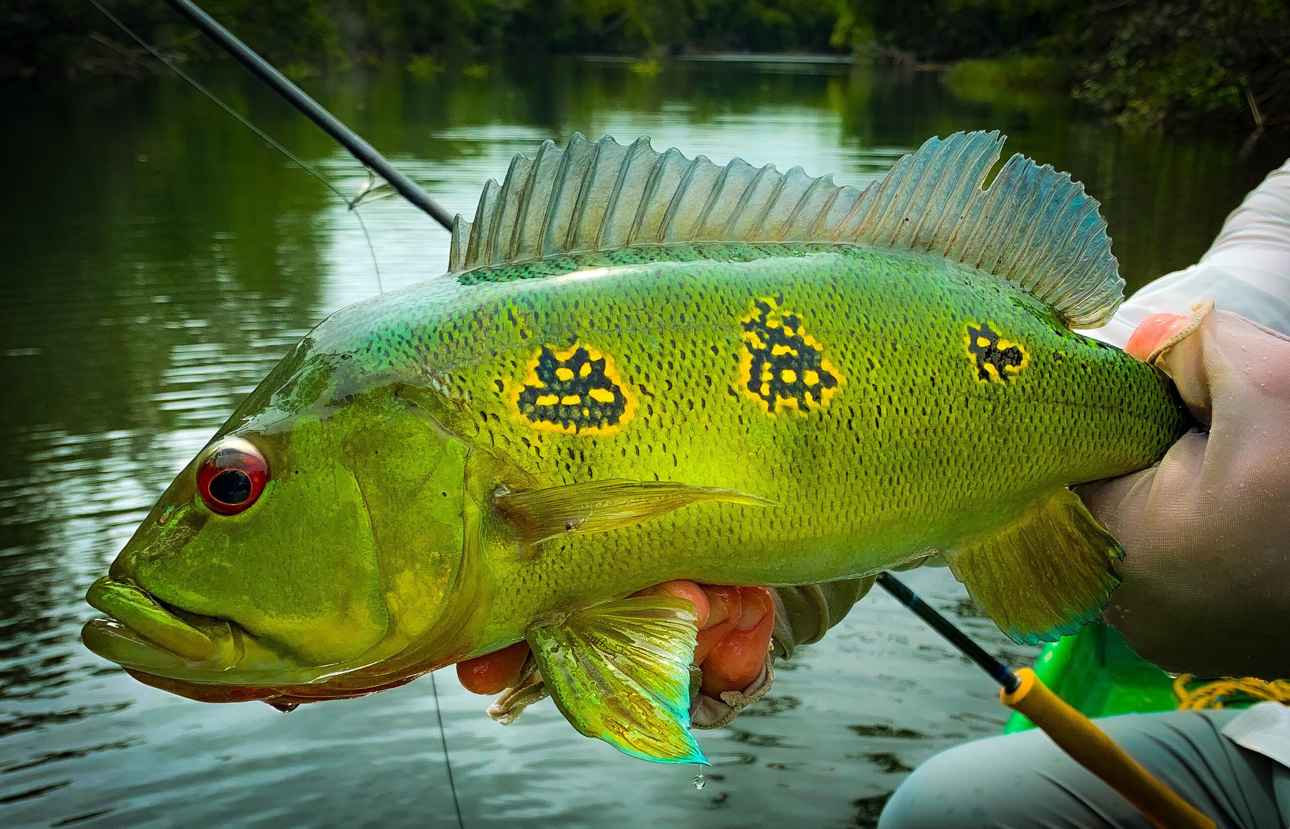 Peacock Bass: The Powerful and Merciless Kings of the Amazon - blog ...