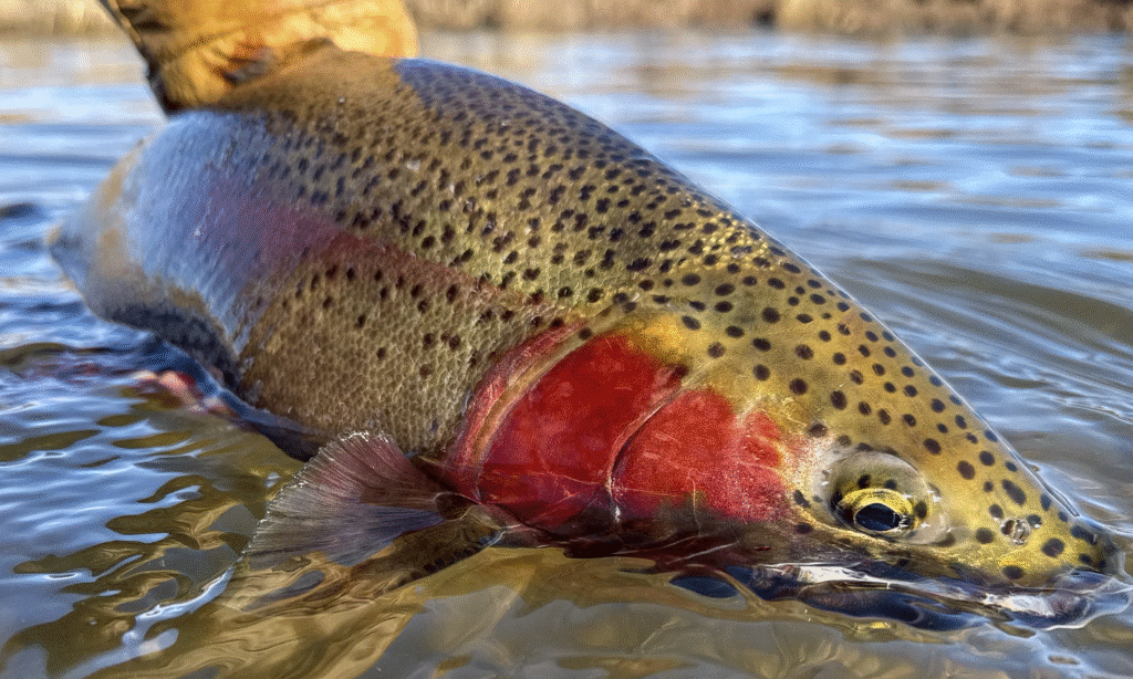 Catch and Release: A How To Guide - blog.fishwest.com