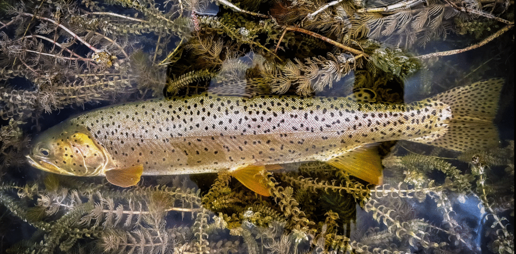 Unlocking the Secrets of Fall Fishing on Strawberry Reservoir - blog ...
